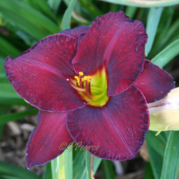 the Lily Auction - The Fun Daylily Marketplace