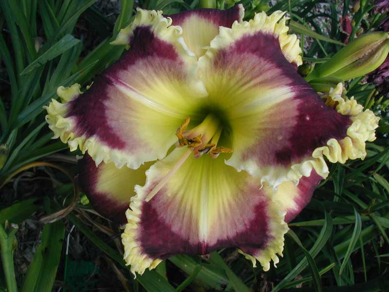 the Lily Auction - The Fun Daylily Marketplace