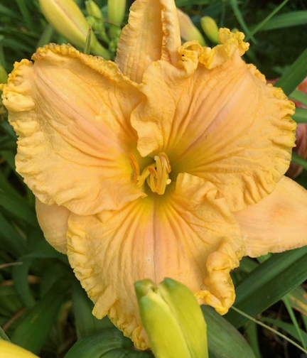 the Lily Auction - The Fun Daylily Marketplace