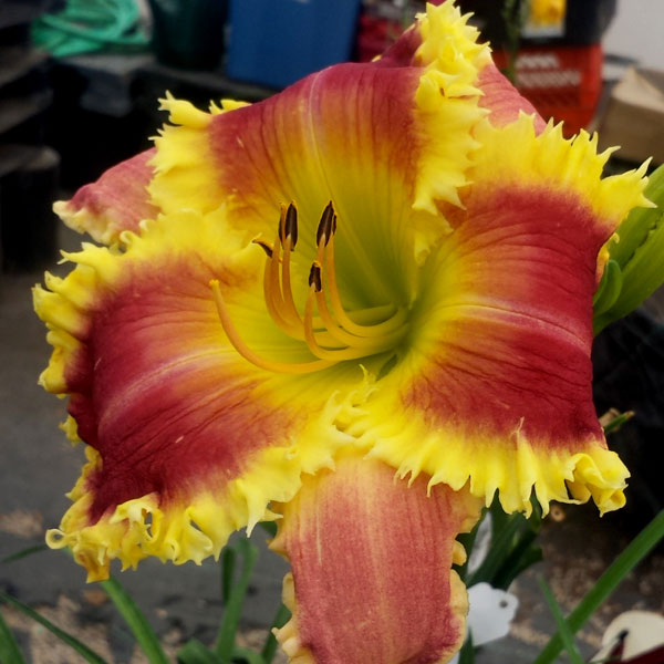 the Lily Auction - The Fun Daylily Marketplace
