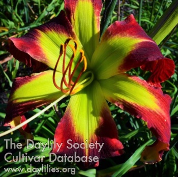 the Lily Auction - The Fun Daylily Marketplace